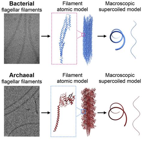 Archaea Vs Bacteria Biological Diversity Bacteria Archaea And