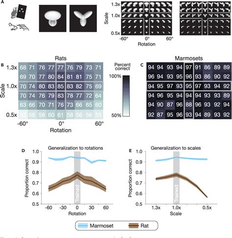 Figure 1 From Marmoset Core Visual Object Recognition Behavior Is