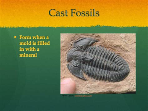 PPT Fossils PowerPoint Presentation Free Download ID 2161503