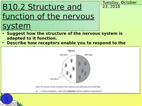 Ks4 Structure And Function Of The Nervous System Teaching Resources