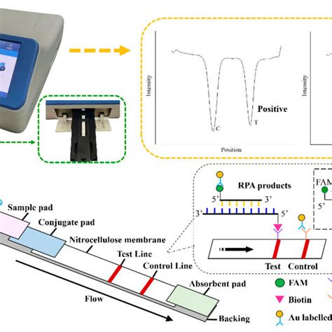 Pdf Recombinase Polymerase Amplification Rpa Combined With Lateral
