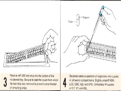 API E System The API E