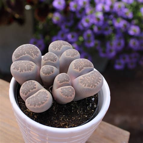 Stone Flower Plant