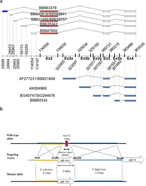 A Expressed Sequence Tag And Cdna Alignment And Results Of In Silico Download Scientific