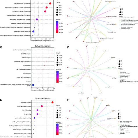 Gene Ontology Functional Enrichment Analysis A B Top 10 Biological