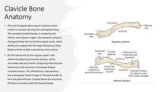 Clavicle Anatomy Pptx