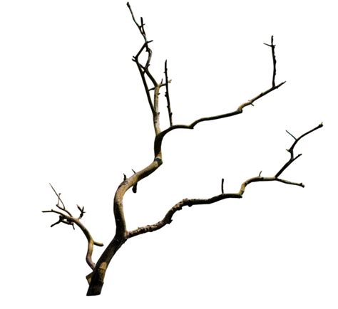 Bare Tree Branch PNG Image