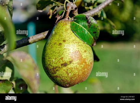 Pear On A Young Tree In A Garden Different Varieties William Pear