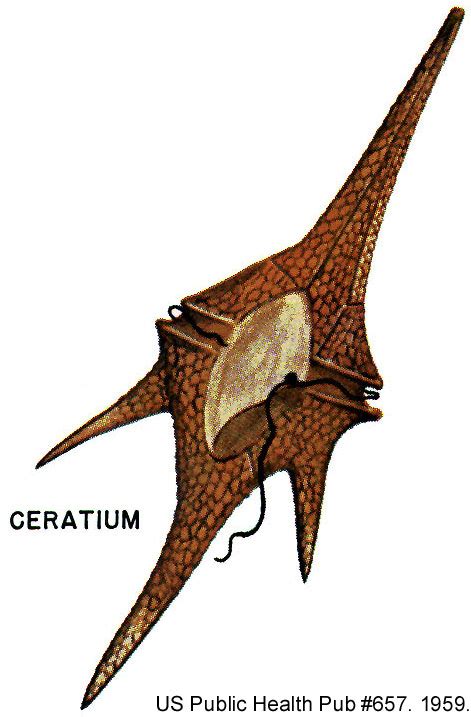 Phytoplankton Lecture Notes