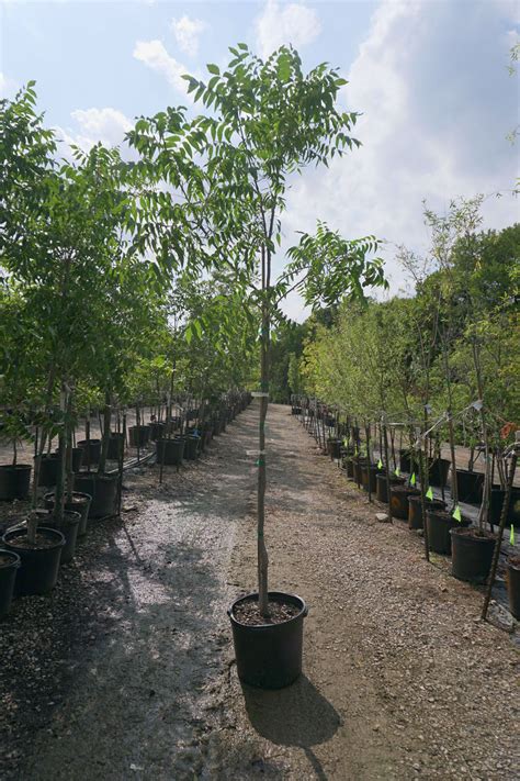 Papershell Pecan Fort Worth Texas The Tree Place The Tree Place Tx