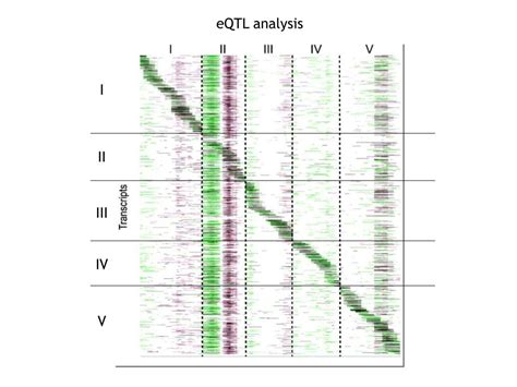 Ppt Approaches To Describe The Shade Avoidance Response Genetic