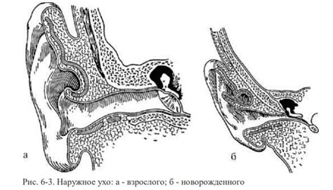 1 Клиническая анатомия наружного уха ушная раковина слуховой проход