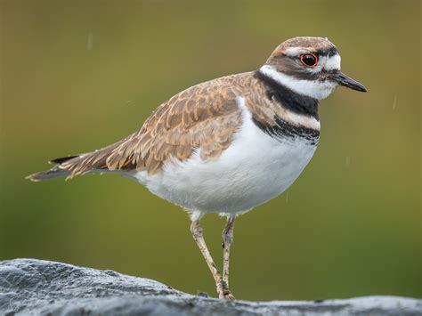 Sony A6700 Set Up For Bird Photography 2024 03 Gary Luhm Photography