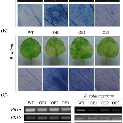 Enhanced Susceptibility To R Solanacearum And R Solani In