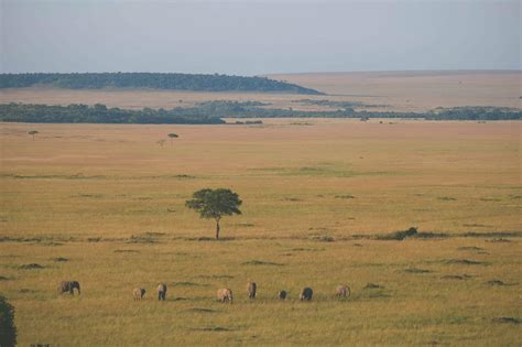 Masai Mara Safari In Kenya All You Need To Know