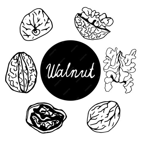 Premium Vector Set Of Hand Drawn Nuts Black Outline Of Walnut On An