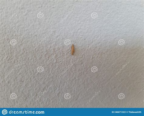 Household Casebearer