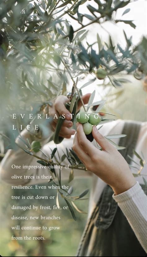 Olive Tree Bible Meaning