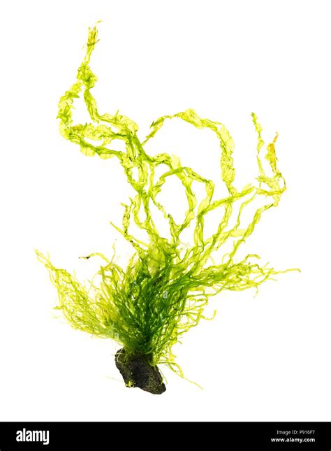 Ulva Intestinalis South African Seaweeds South Coast