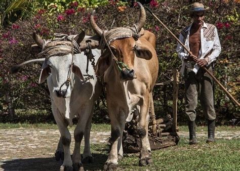 What Is A Yoke Of Oxen In The Bible At Charles Hutchens Blog