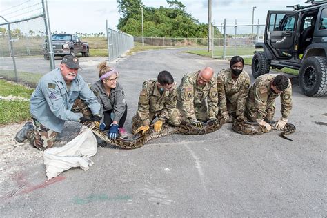 Veterans use Florida’s annual Python Challenge as opportunity to heal from time in service | CNN
