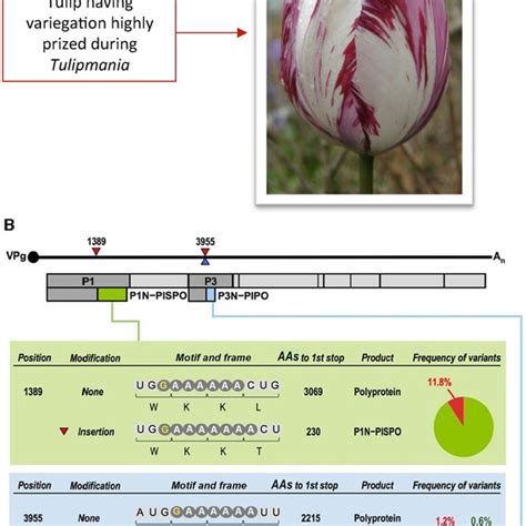 Frameshifting And Phage Tail Assembly Phage Lambda And Many Other Download Scientific Diagram