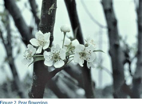Figure 2 From The Pear Pyrus Spp In Florida Home Gardens Semantic Scholar