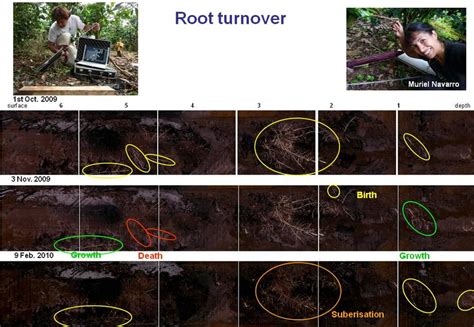 Root Turnover Birth Growth Mortality Assessed By Minirhizotrons Download Scientific Diagram