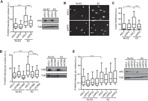 Figures And Data In Co Transcriptional R Loops Are The Main Cause Of