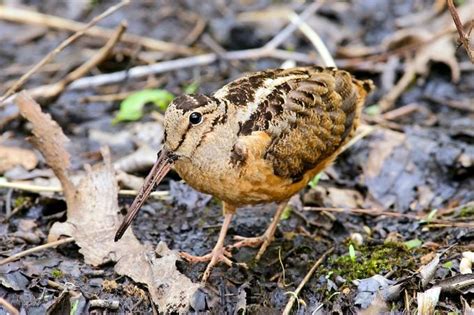 Swamp Birds American Woodcock And Wilsons Snipe Birds And Blooms