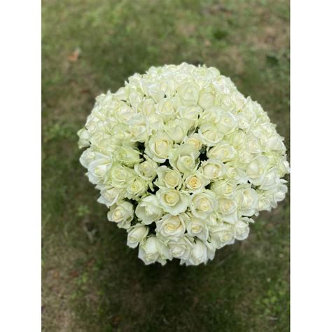 Троянда Аваланч