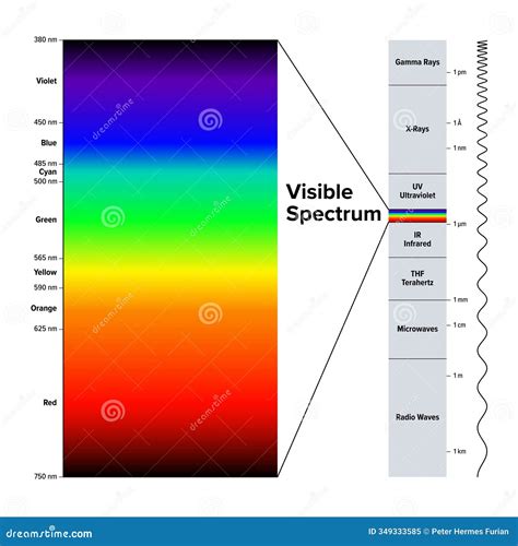 Electromagnetic Spectrum And The Visible Spectrum Cartoon Vector