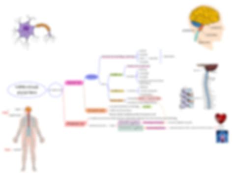 Solution Nervous System Outline Studypool