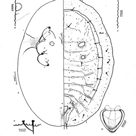 Aleurolobus Mundanthuraiensis Sp Nov A Puparial Case B Thoracic