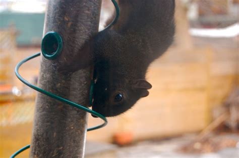 Going Squirrely Caught In The Act Toronto Gardens