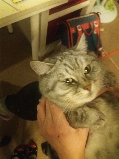 Создать мем шотландская кошка кот сеня кот Картинки Meme