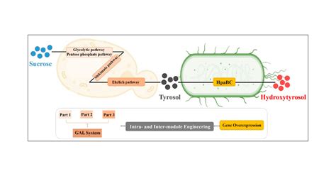 Saccharomyces Diagram