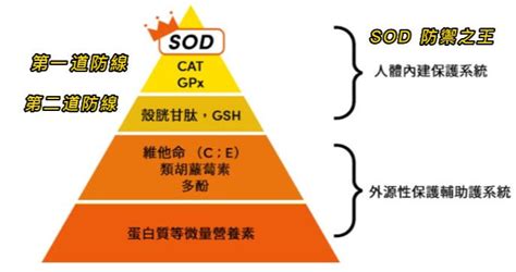 SOD是變年輕酵素之王！超氧化物歧化酶，抗氧化可對抗自由基，是人體免疫的第一道防線！SOD有哪些功效？SOD產品如何選？