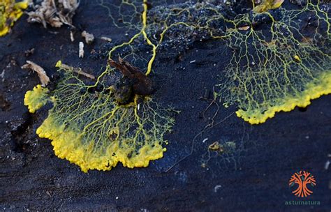 physarum polycephalum schwein