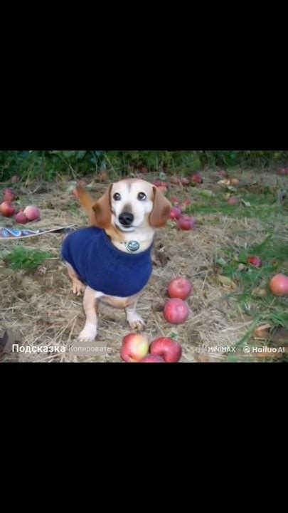 Mem Sobaka S Yablokom Vo Rtu подпишись рекомендации рекоминдации мем Youtube