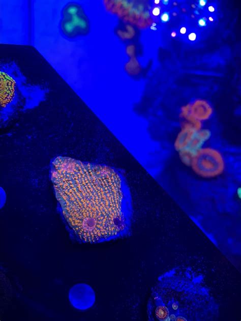 Wwc Inferno Chalice Receding Not Sure What To Do Reef2reef