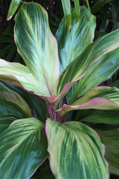 Princess Ulele Palmpedia Forum