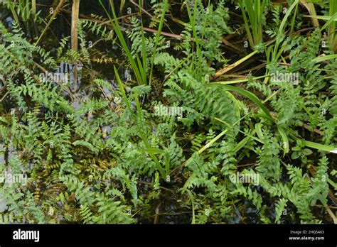 Lesser Water Parsnip Berula Erecta Stock Photo Alamy