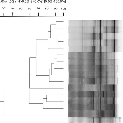 Dendrogram Dice Based On Dgge Patterns From All Subculture Samples