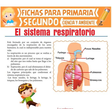 El Sistema Respiratorio Para Niños De Tercer Grado Actividad Del Niño