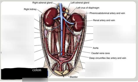 Diagram Of Female Anatomy Quizlet