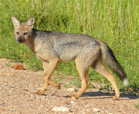 Side Striped Jackal Wikipedia