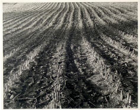 Untitled From The Fields Series Works Emuseum