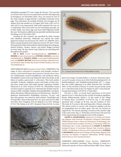 Pdf Gopherus Berlandieri Mortality