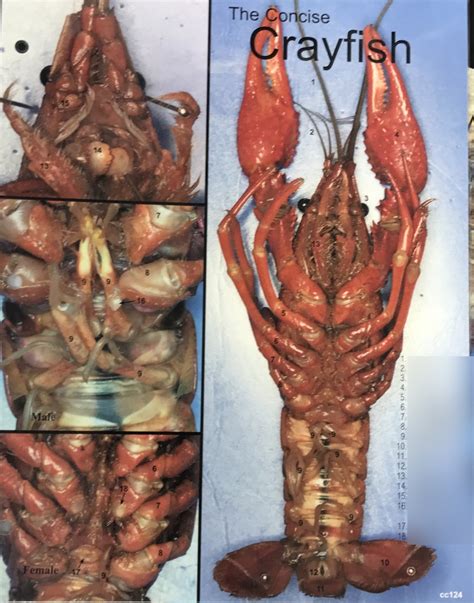 Crayfish Dissection Biology Junction